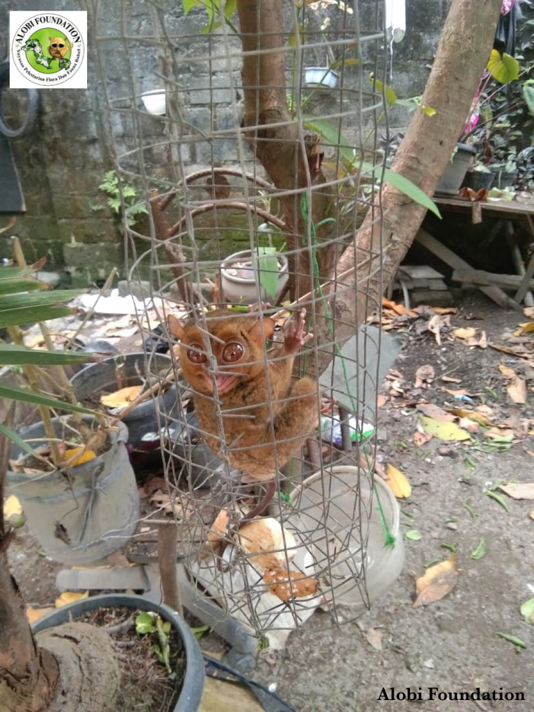 Praktik Jual Beli Fauna Identitas Bangka Belitung, Mentilin ...