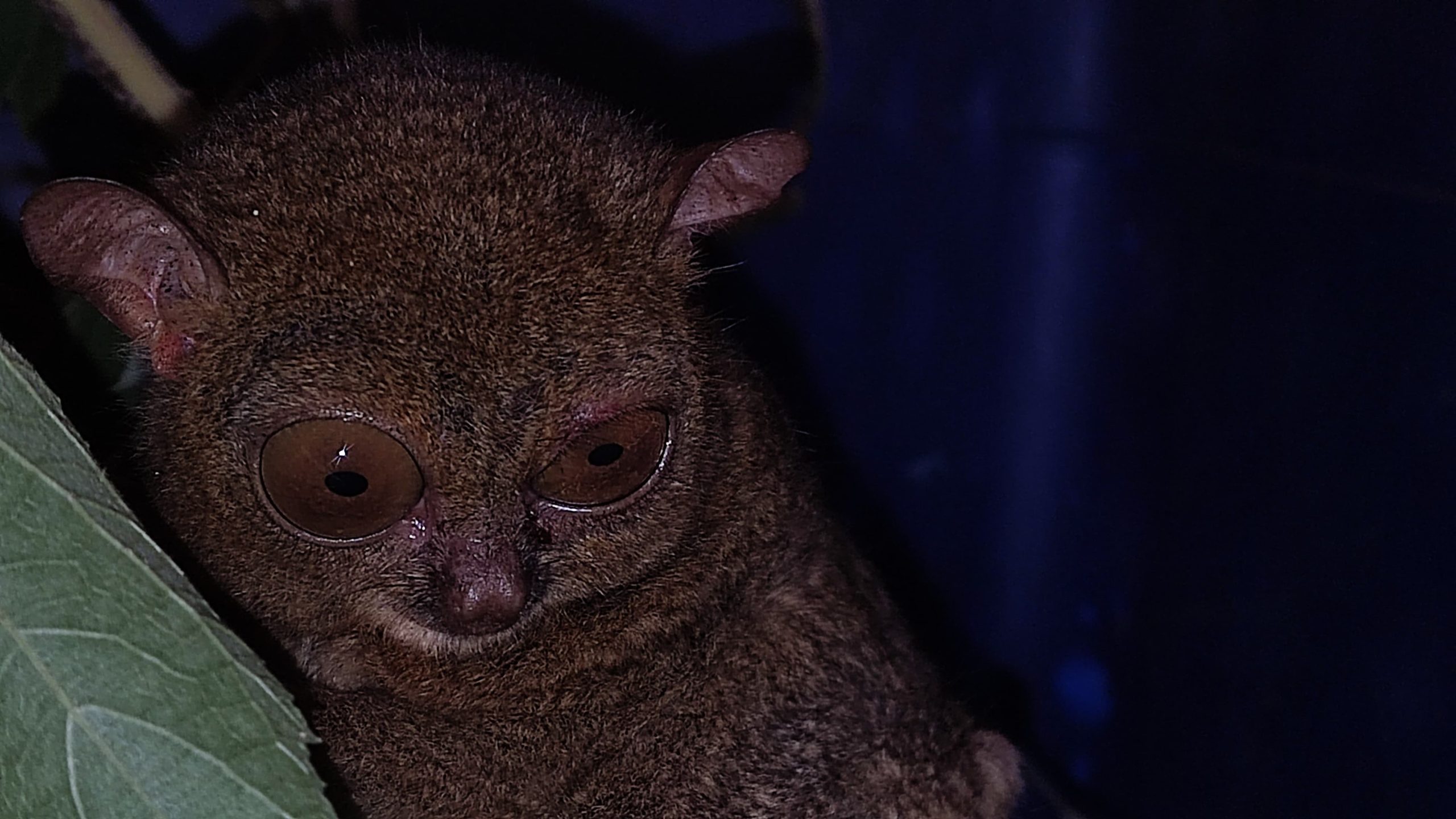 Penyelamatan harta karun pulau bangka yaitu satu individu tarsius ...