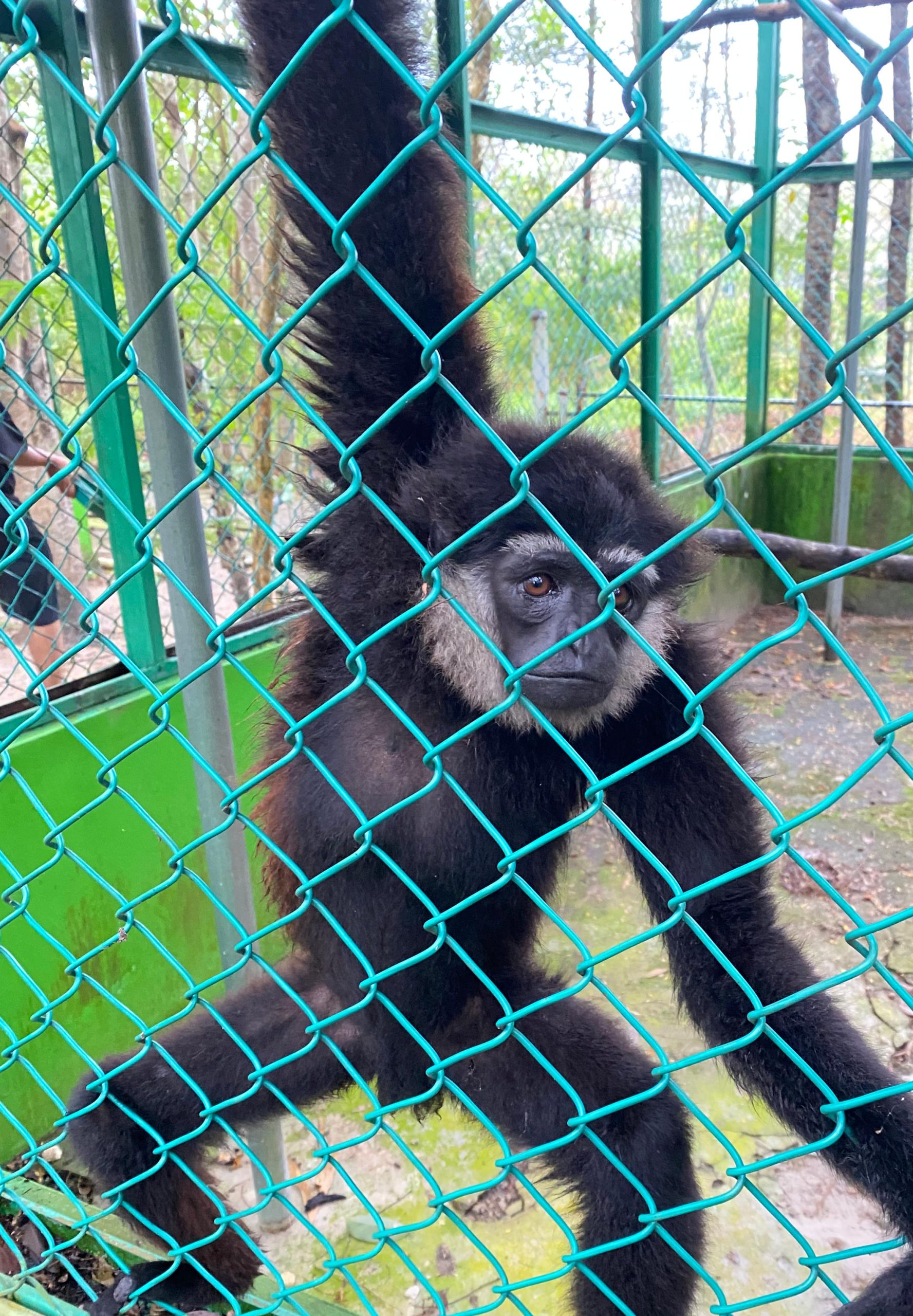 “Meet the Agile Gibbon, One of Indonesia’s Protected Primates ...